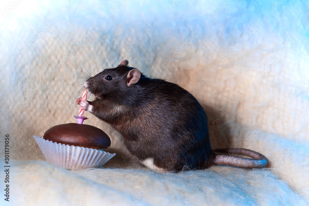 Rat Eating Cake