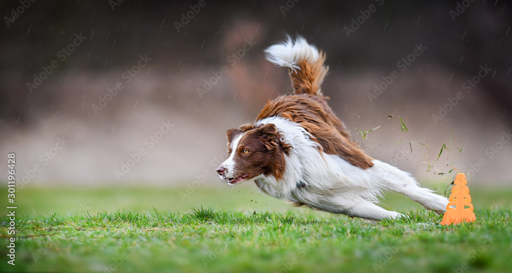 Dog run side view. Brown and white border collie turn very fast around ...
