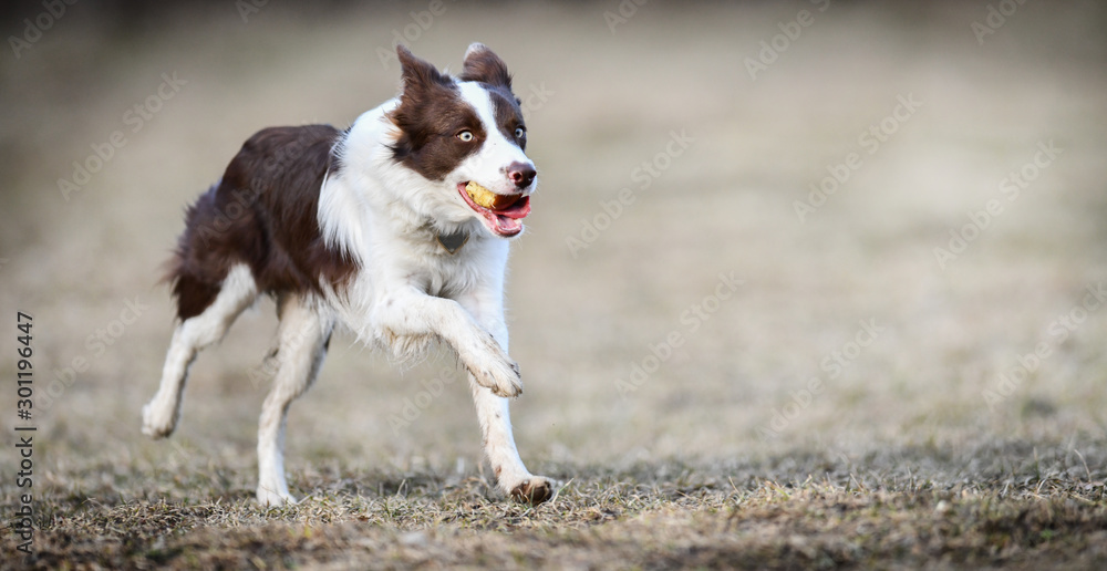 Border collie dog run toward to camera side view. Animal jump technique ...