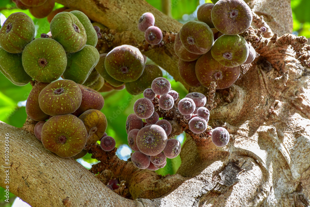 The abundant, round, flattened fruit of Ficus auriculata, commonly ...