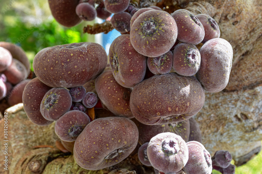 The abundant, round, flattened fruit of Ficus auriculata, commonly ...