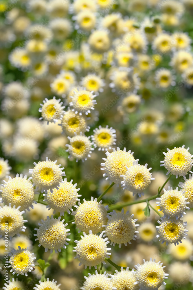 Small white-yellow flowers Feverfew. Tanacetum parthenium, Matricaria ...