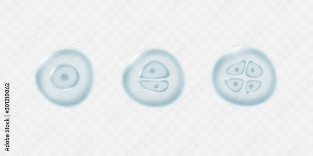Cell division isolated on transparent background. Vector reproduction ...