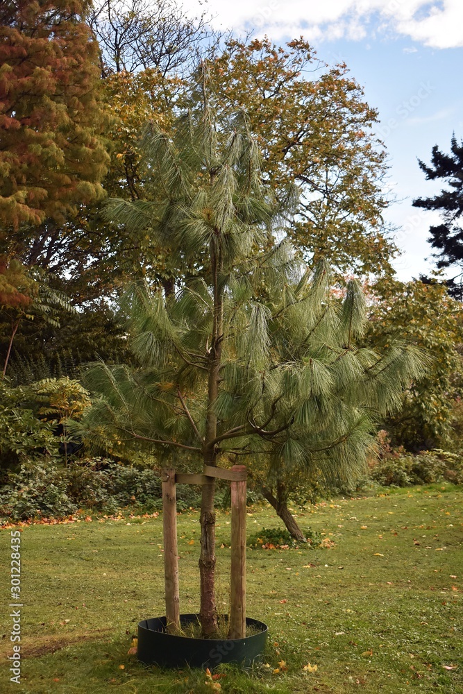 Names Of Coniferous Trees