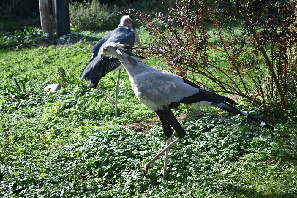 Secretarybird or Secretary Bird (Sagittarius serpentarius) is a very ...