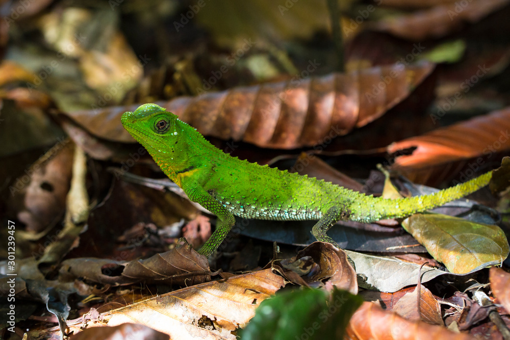 Hump Snout Lizard or Lyre Head Lizard (Lyriocephalus scutatus) This ...
