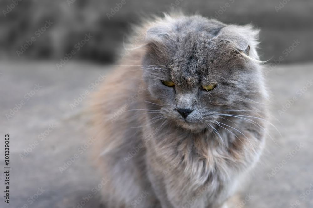 Lonely homeless miserable grey fluffy dirty cat with cranky sight is ...