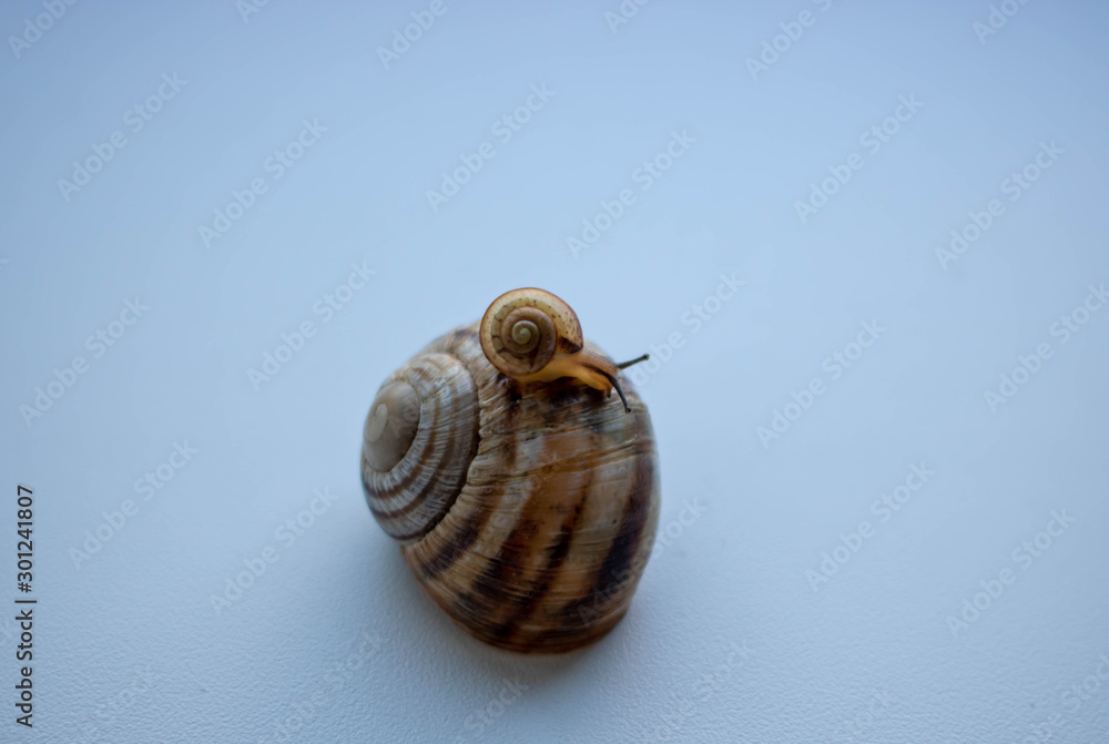 Snails isolated on white background.Snail series: snail family - mother ...
