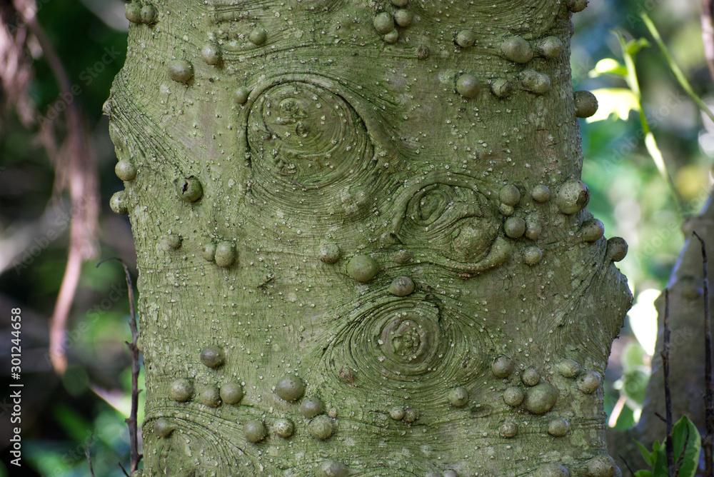 Extensive small galls or burls on tree trunk bark, abnormal growths ...