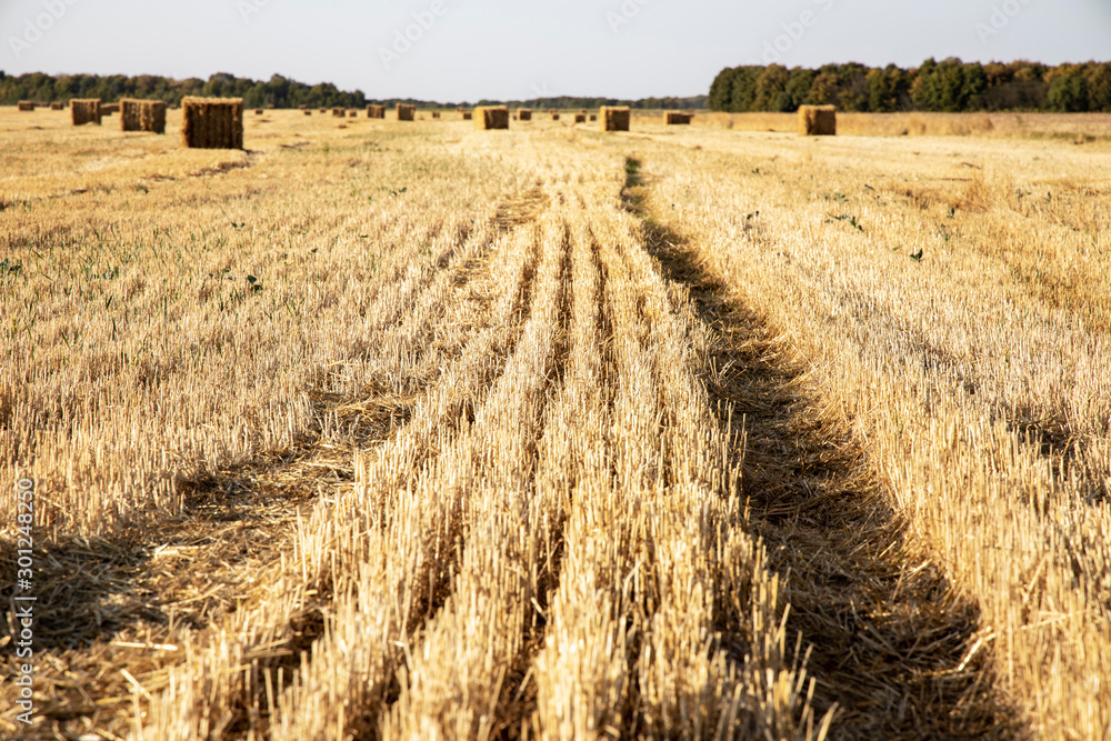 Big yellow field after harvesting. Mowed wheat fields under beautiful ...