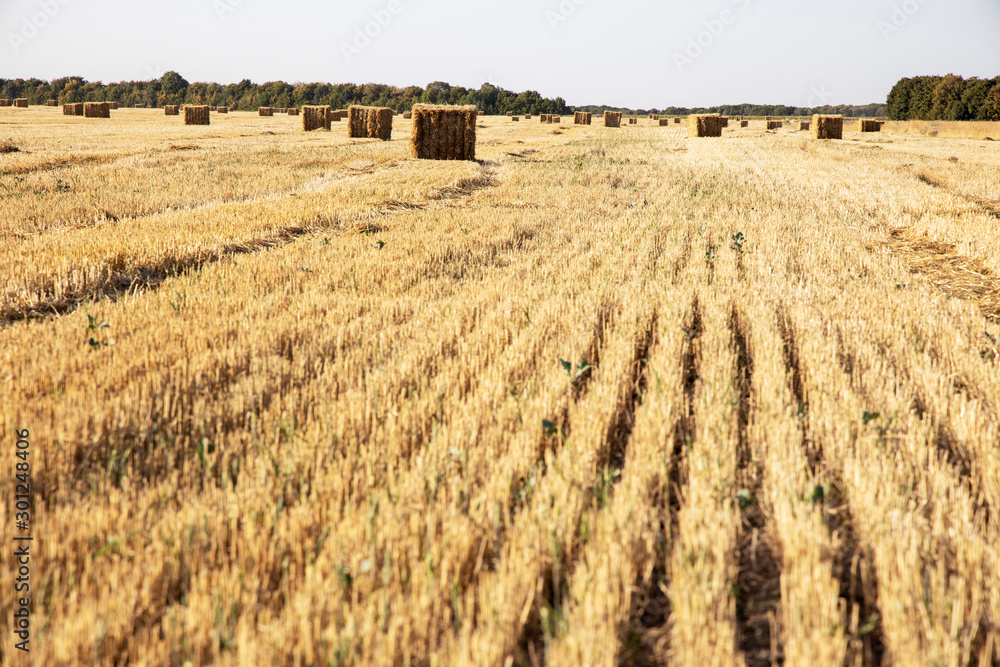 Big yellow field after harvesting. Mowed wheat fields under beautiful ...