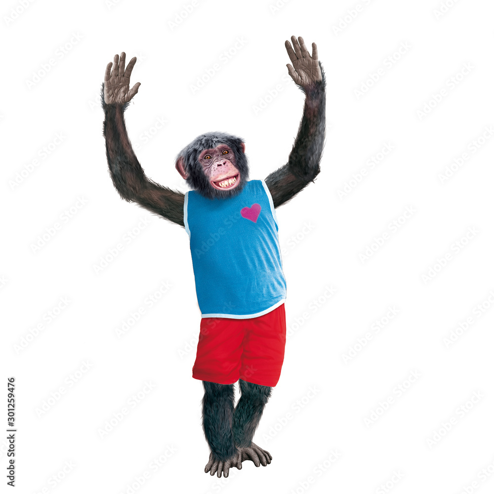 chimpanzé, singe, jeune, animal, habillé en homme, sympa, les mains en ...