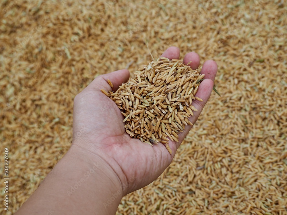 Man hand holding brown glod sticky rice seed that dry on the floor ...