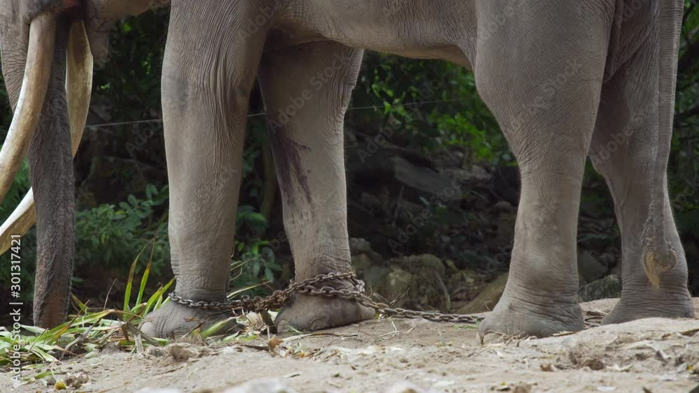 The elephant was sick being treated in the zoo and chained to his feet ...