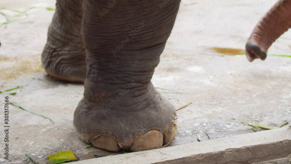 Close-up elephant's foot, The elephant has a sore foot. Asian elephants ...