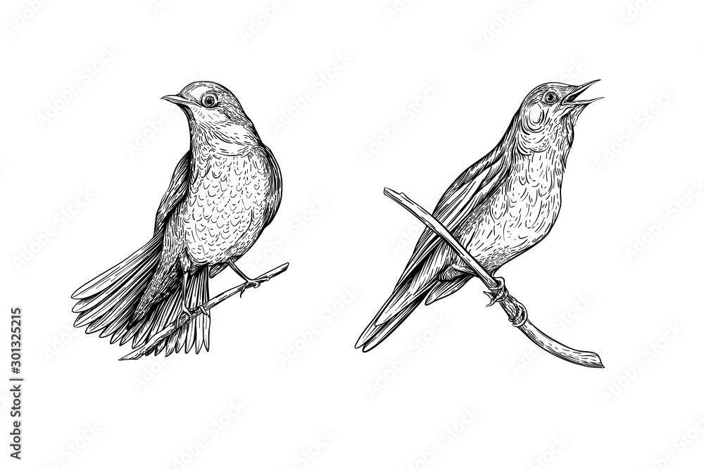 Nightingale. Set of elements for design. Graphic drawing, engraving ...