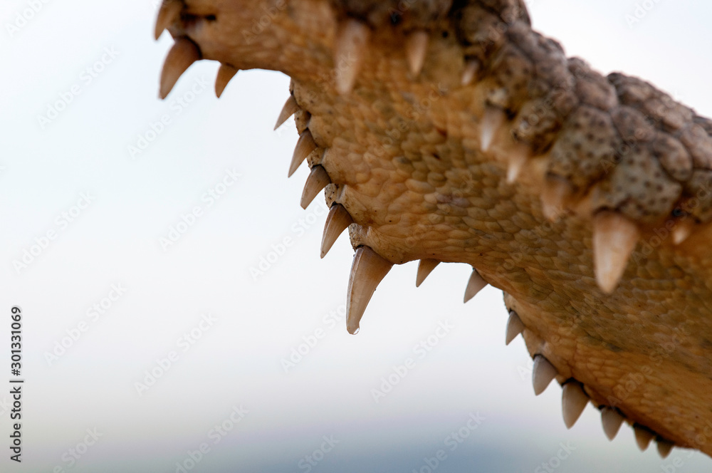 Nile crocodile, croc, mouth wide open, teeth showing, up close, see ...
