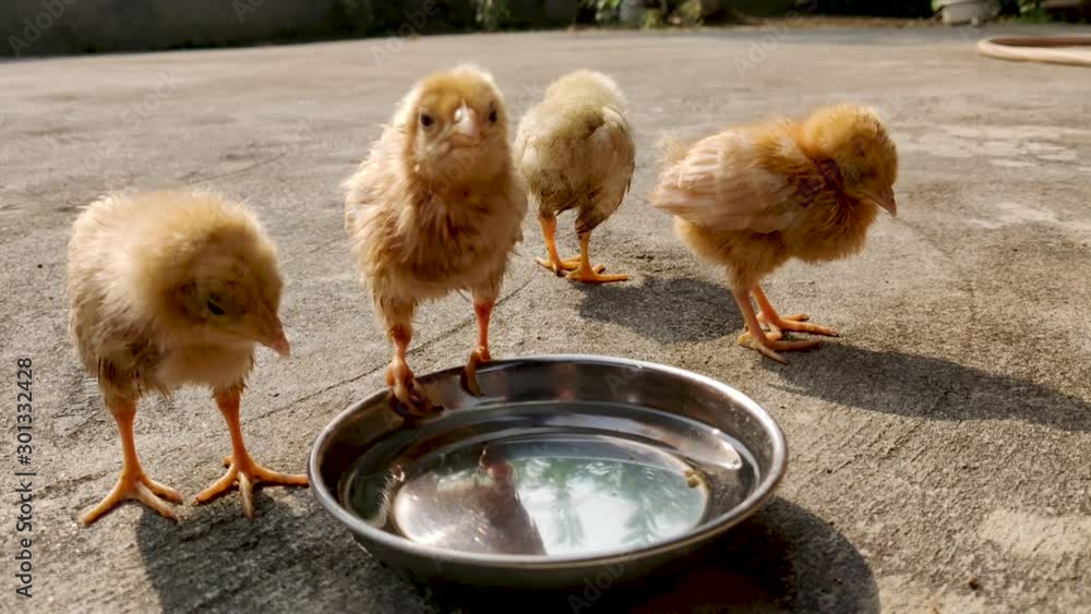 Group of baby chicks or baby chicken drinking water from a bowl ...