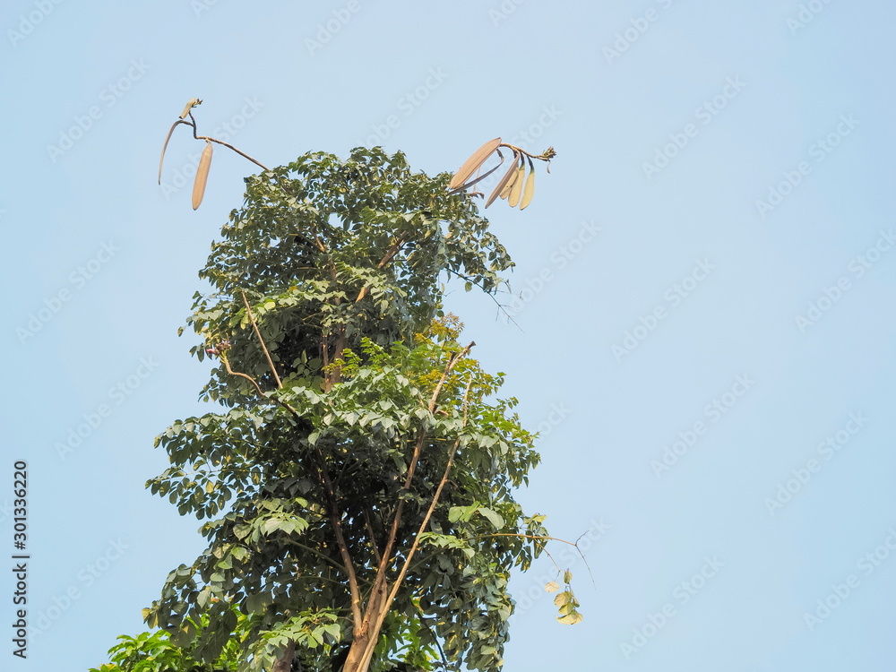 View top of Oroxylum indicum tall 15 m. with blue sky background ...