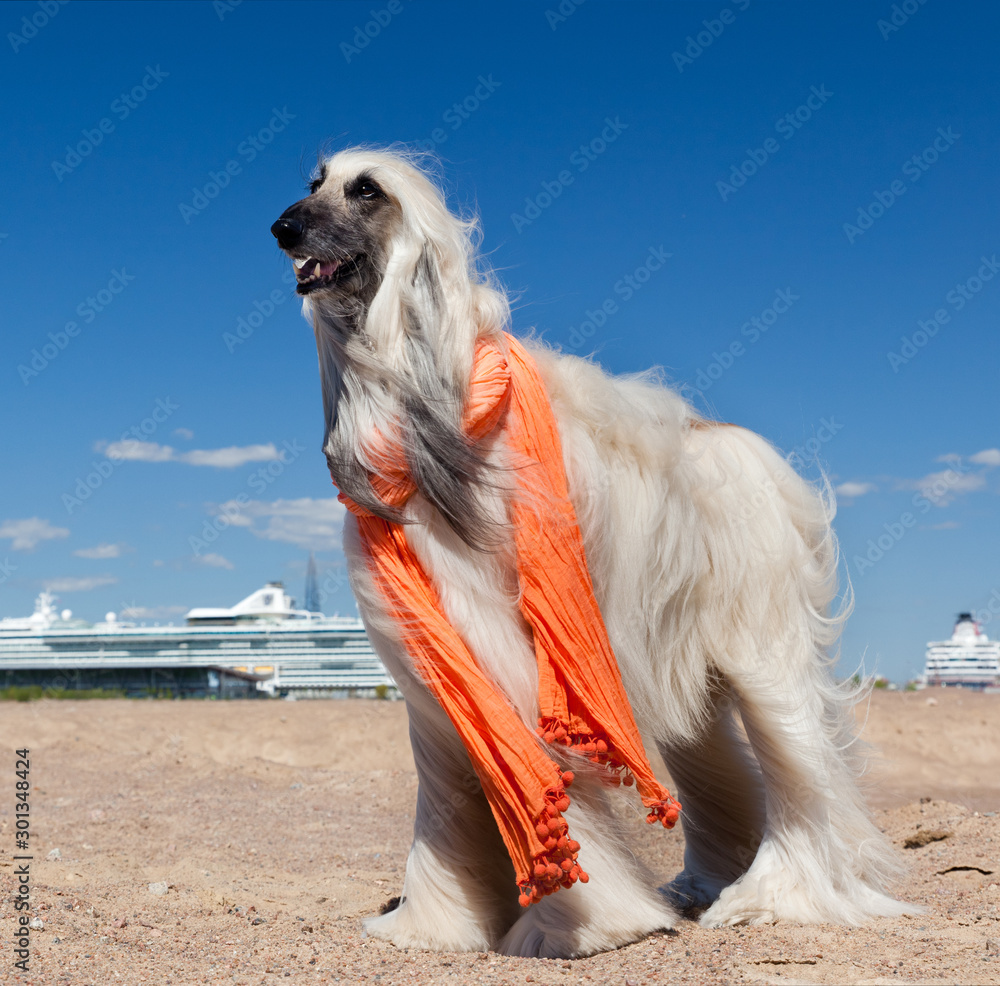 Red Afghan Hound