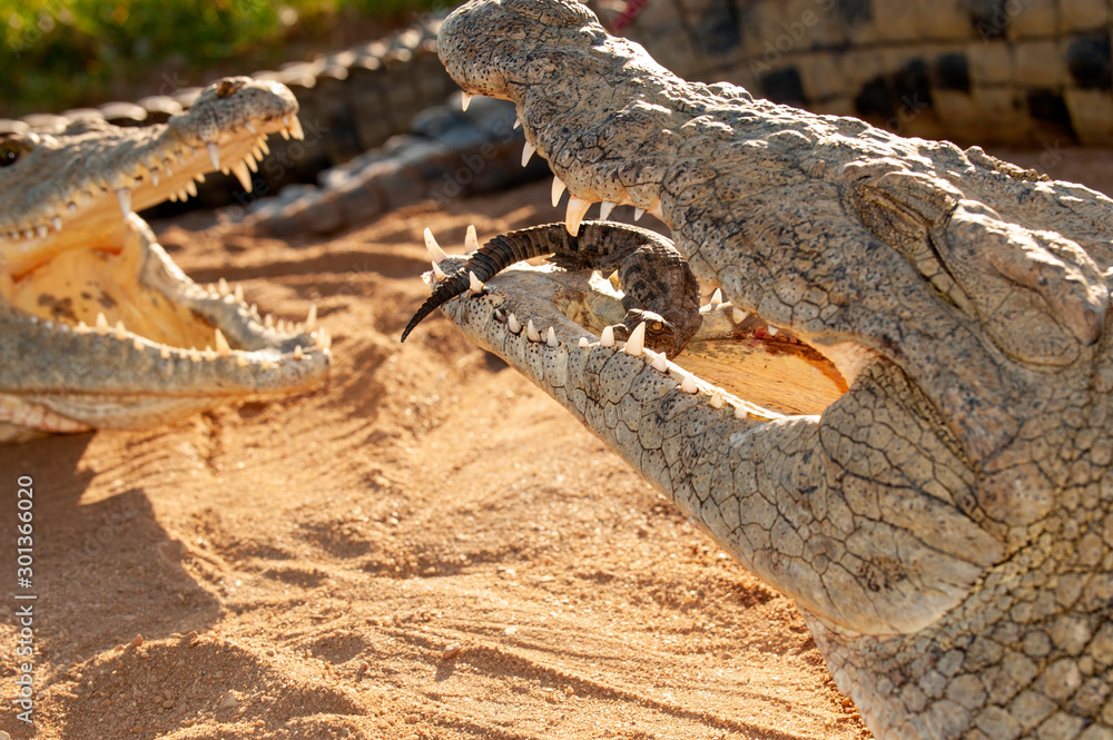 Baby Crocodile With Mother