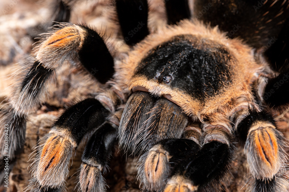 Mexican Red Knee Tarantula, Brachypelma hamorii, on a piece of cork ...