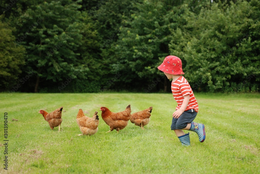 Boy chasing chickens on the grass Stock Photo | Adobe Stock