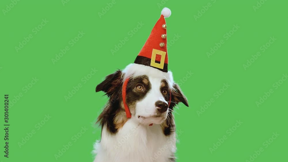 Dog with Christmas hat against chroma key green screen background. Cute ...