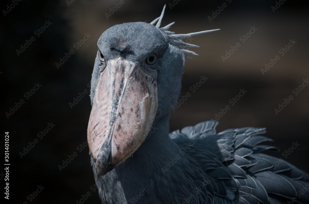 Shoebill Stock Photo | Adobe Stock