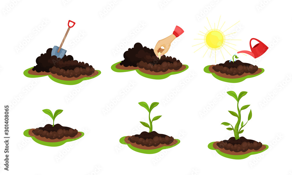 Stages Of Life Cycle Of Plant Growing By Man Vector Illustration Stock ...