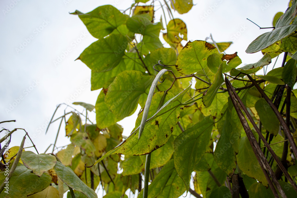 Large long narrow seed pods and green large leaves of a decorative tree ...