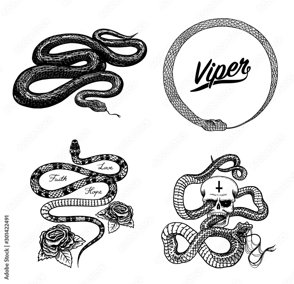 Vintage snake set. Royal python with skull and roses, milk reptile ...