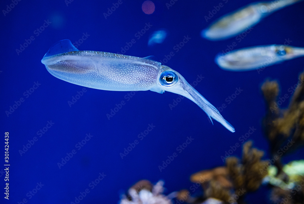 Squid swimming in an aquarium Stock Photo | Adobe Stock