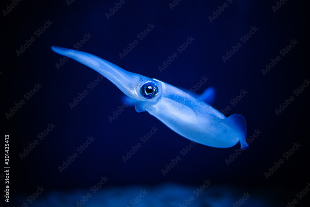 Squid swimming in an aquarium Stock Photo | Adobe Stock