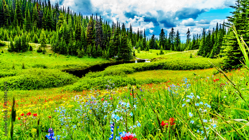 Hiking through the alpine meadows filled with abundant wildflowers. On ...