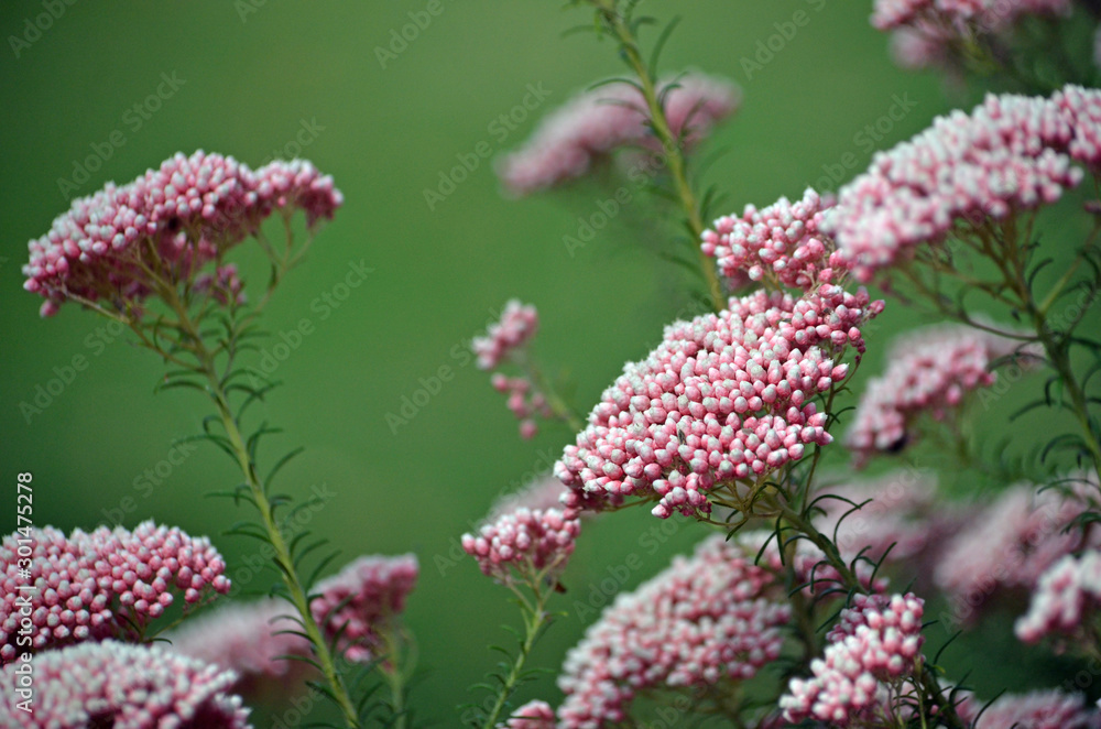 Australian native pink rice flower Ozothamnus diosmifolius, family ...