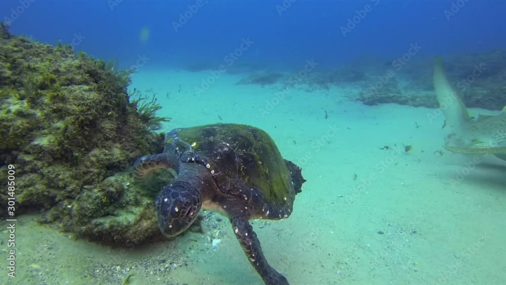Turtle & Leopard Shark. Green Turtle Or Sea Turtle & Beautiful Zebra ...