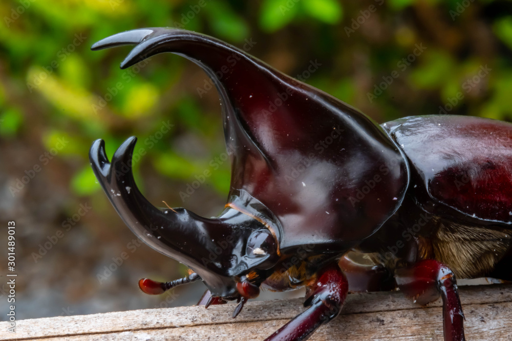 Image of Dynastinae Rhinoceros Beetle, Horn Beetle, kabutomushi Hanging ...