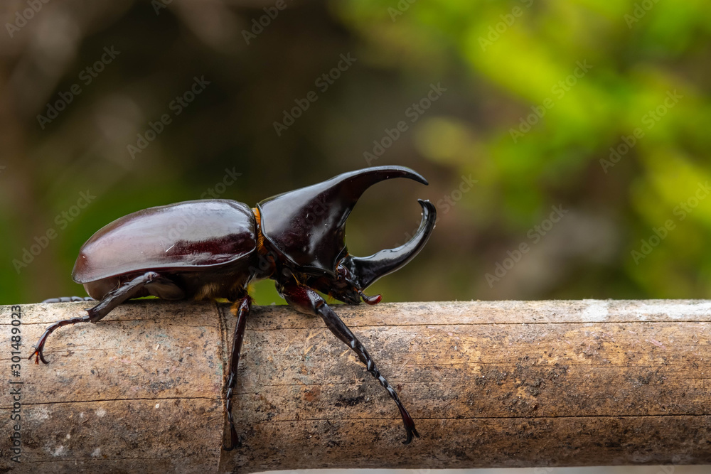 Image of Dynastinae Rhinoceros Beetle, Horn Beetle, kabutomushi Hanging ...