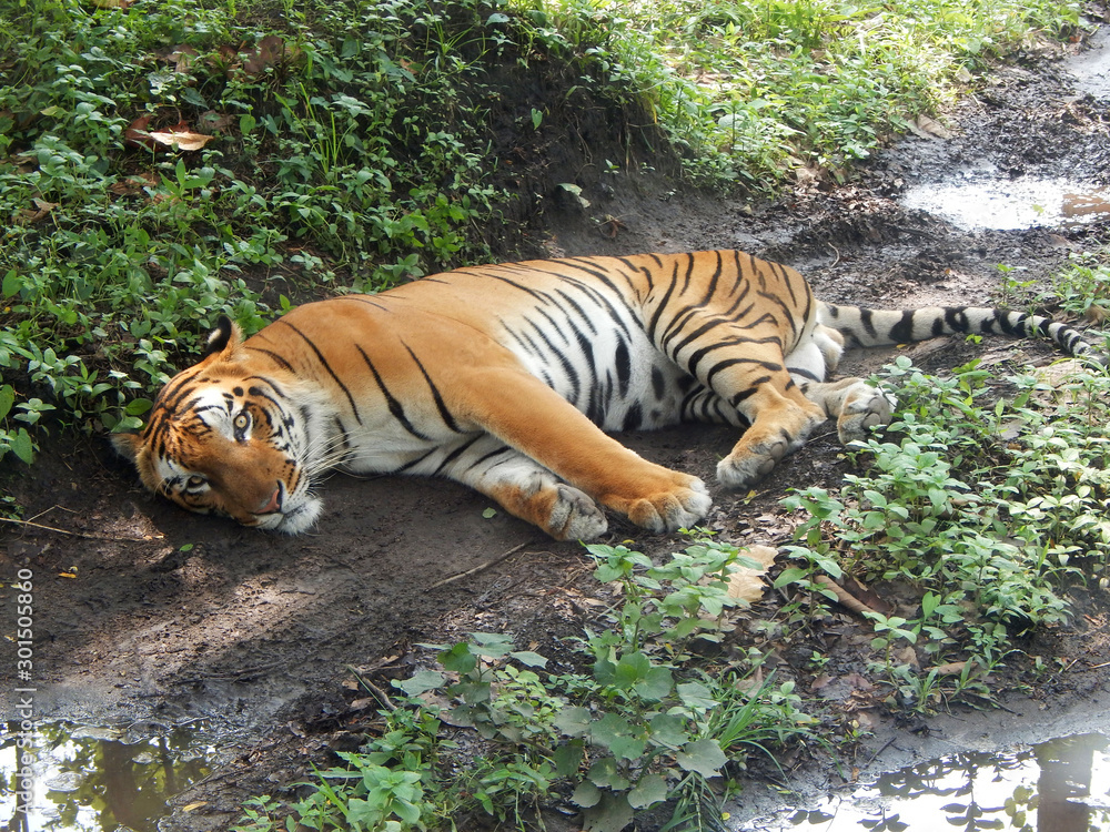 Beautiful Bengal image. Bengal Safari Park, North Bengal in India Stock ...