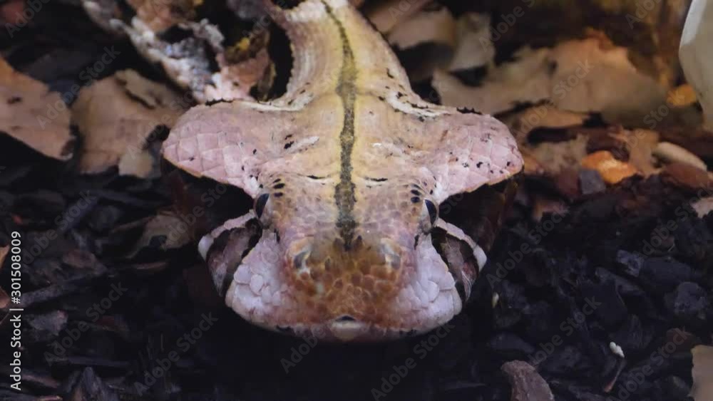 Close up of Gaboon Viper snake head moving slowly, front view of head ...