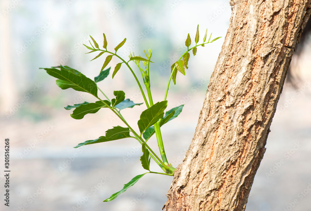 oung Leaves growing out from the branch of Neem Tree. A branch of ...