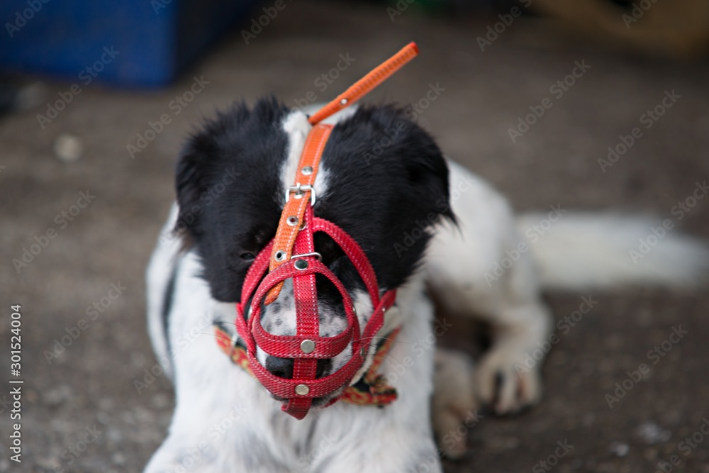 Dog with covered by red mask on his mouth for protecting people around ...