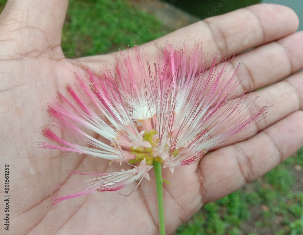 Albizia saman into a cluster of tightly clustered axillary buds near ...
