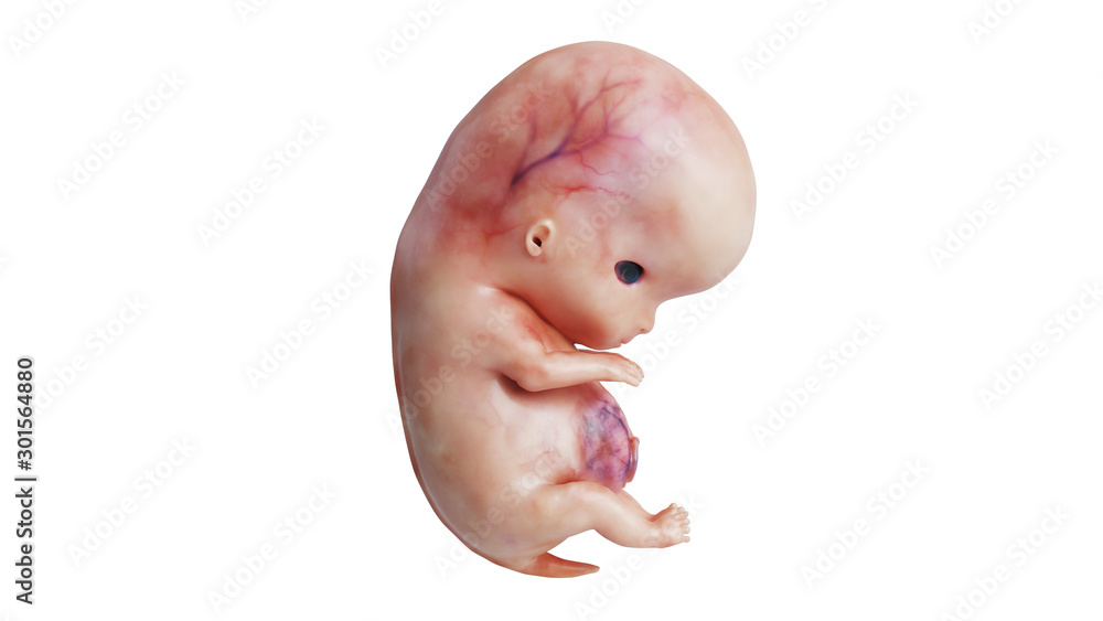 Embryo human development fetus unborn, side view. 3D rendering Stock ...