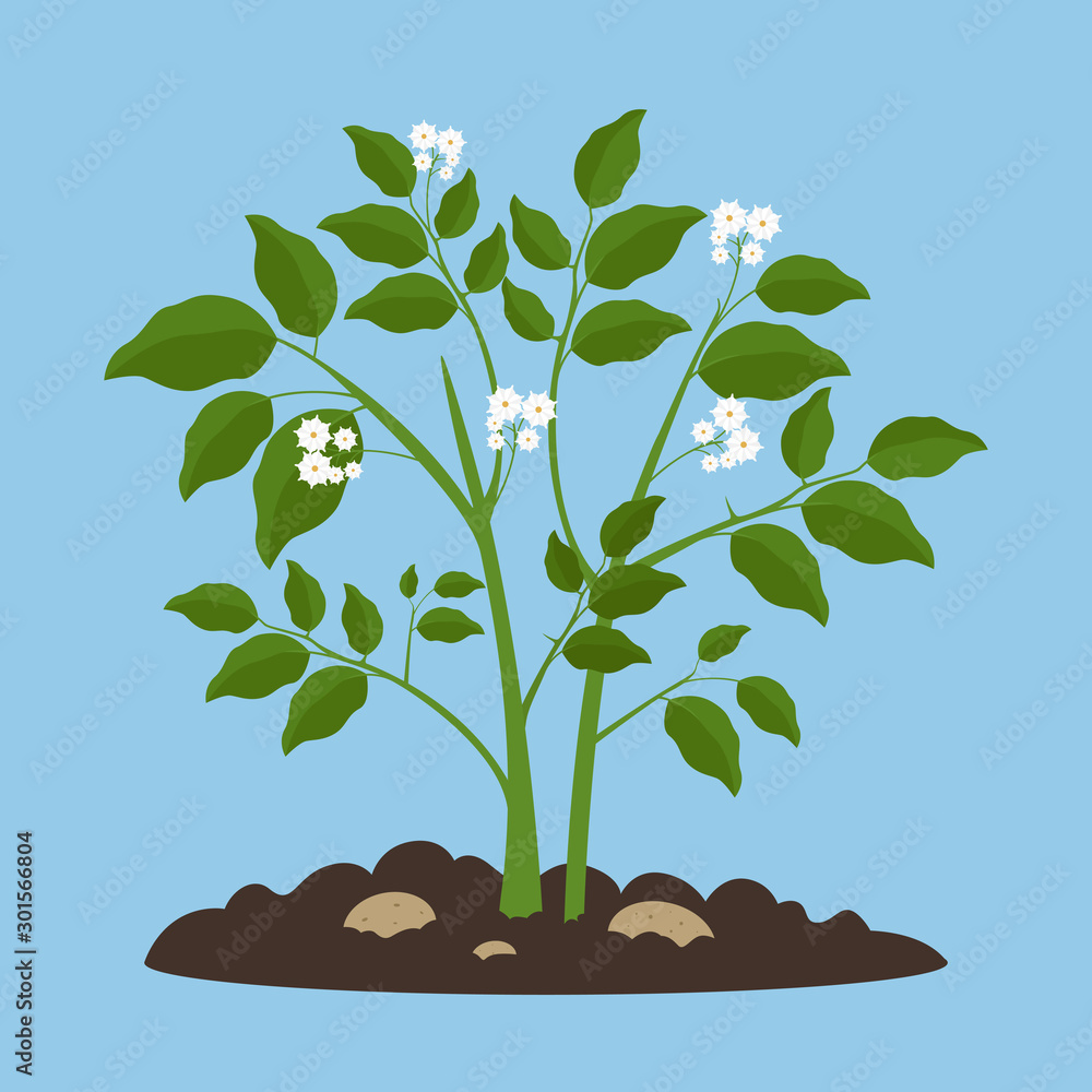 Potato plant with tubers and flowers. Vector illustration. Stock Vector ...