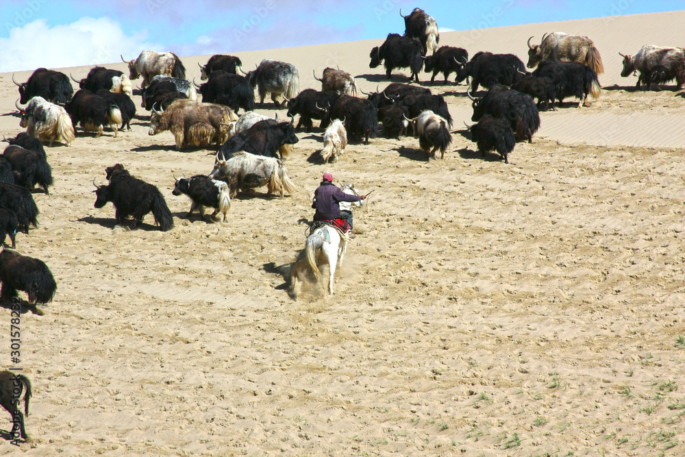 Yak drover tibet tableland prairie Stock Photo | Adobe Stock