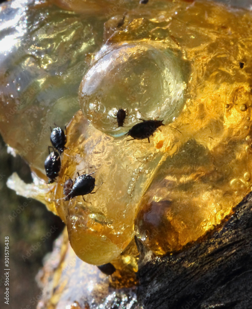 Insects on golden yellow resin. The resin protects the plant from ...