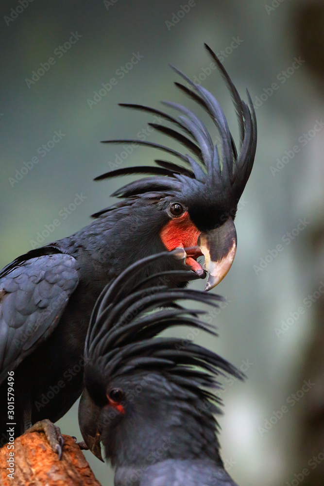 The palm cockatoo (Probosciger aterrimus), also known as the goliath ...