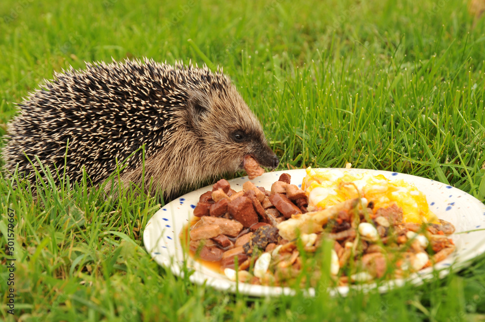 Igel frießt Stock Photo | Adobe Stock